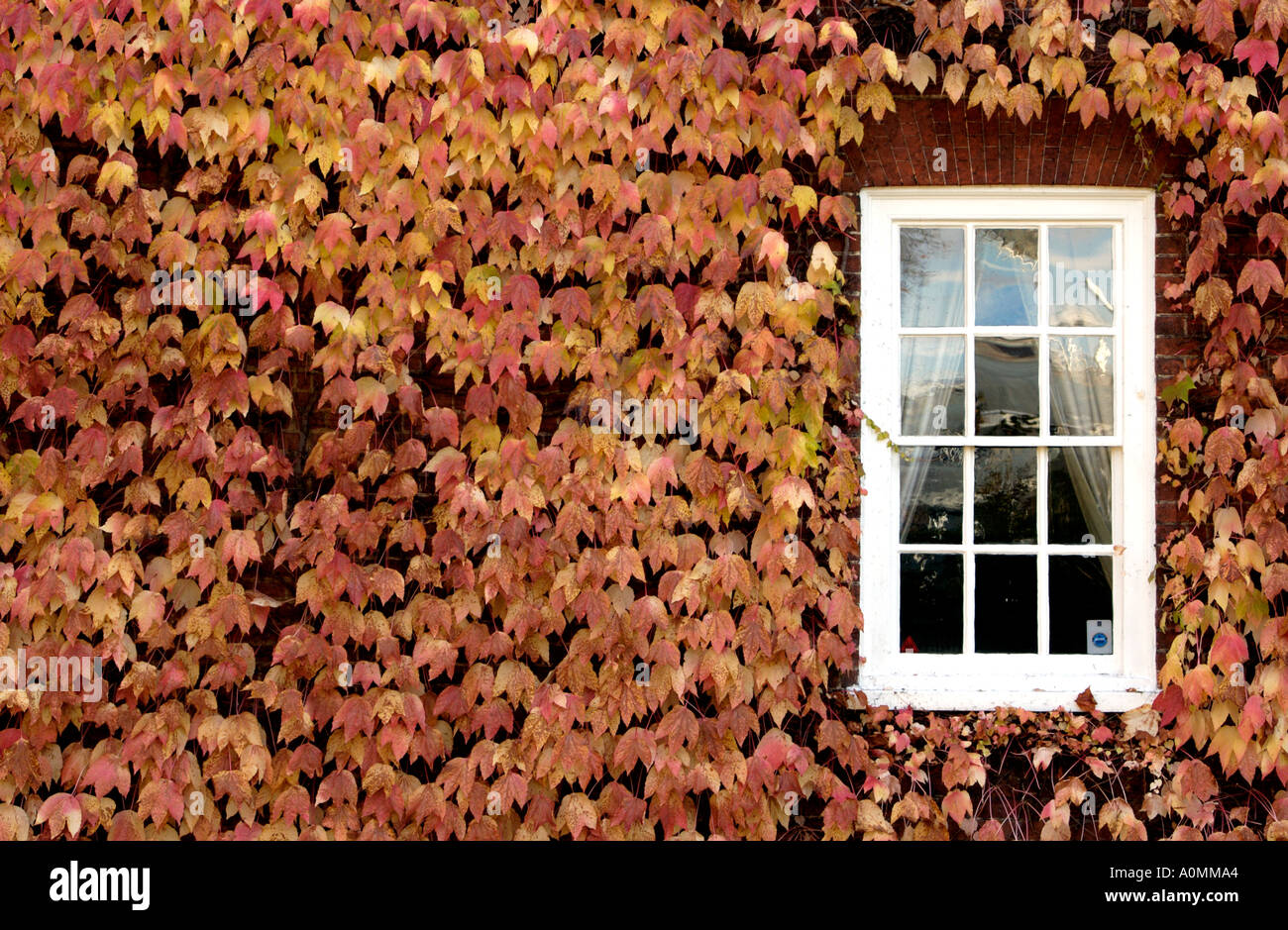 Virginia creeper and window Stock Photo - Alamy