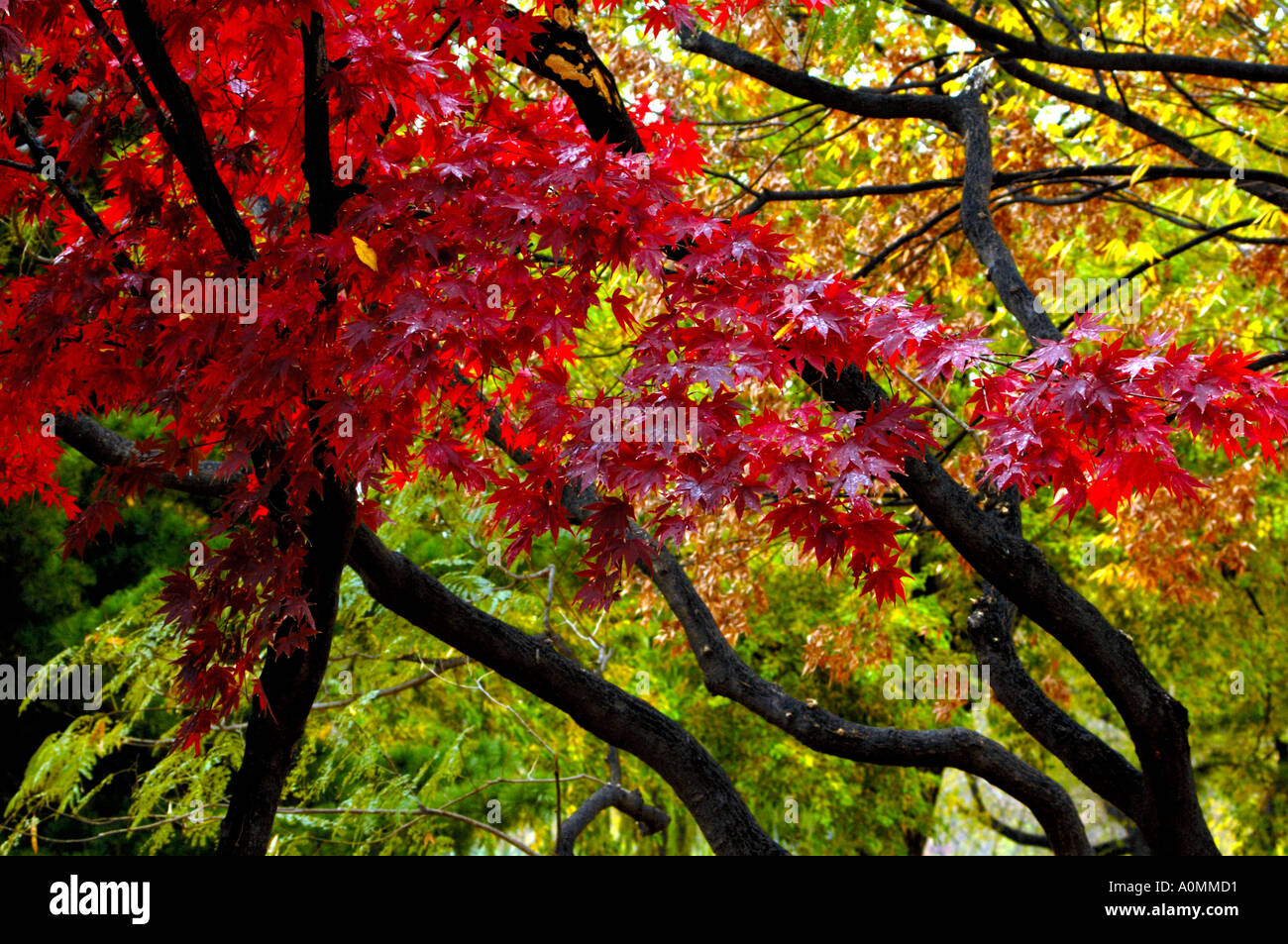 Autumn Leaves Acer Maple Aceraceae, Gyeongbokgung Palace, Seoul Stock ...