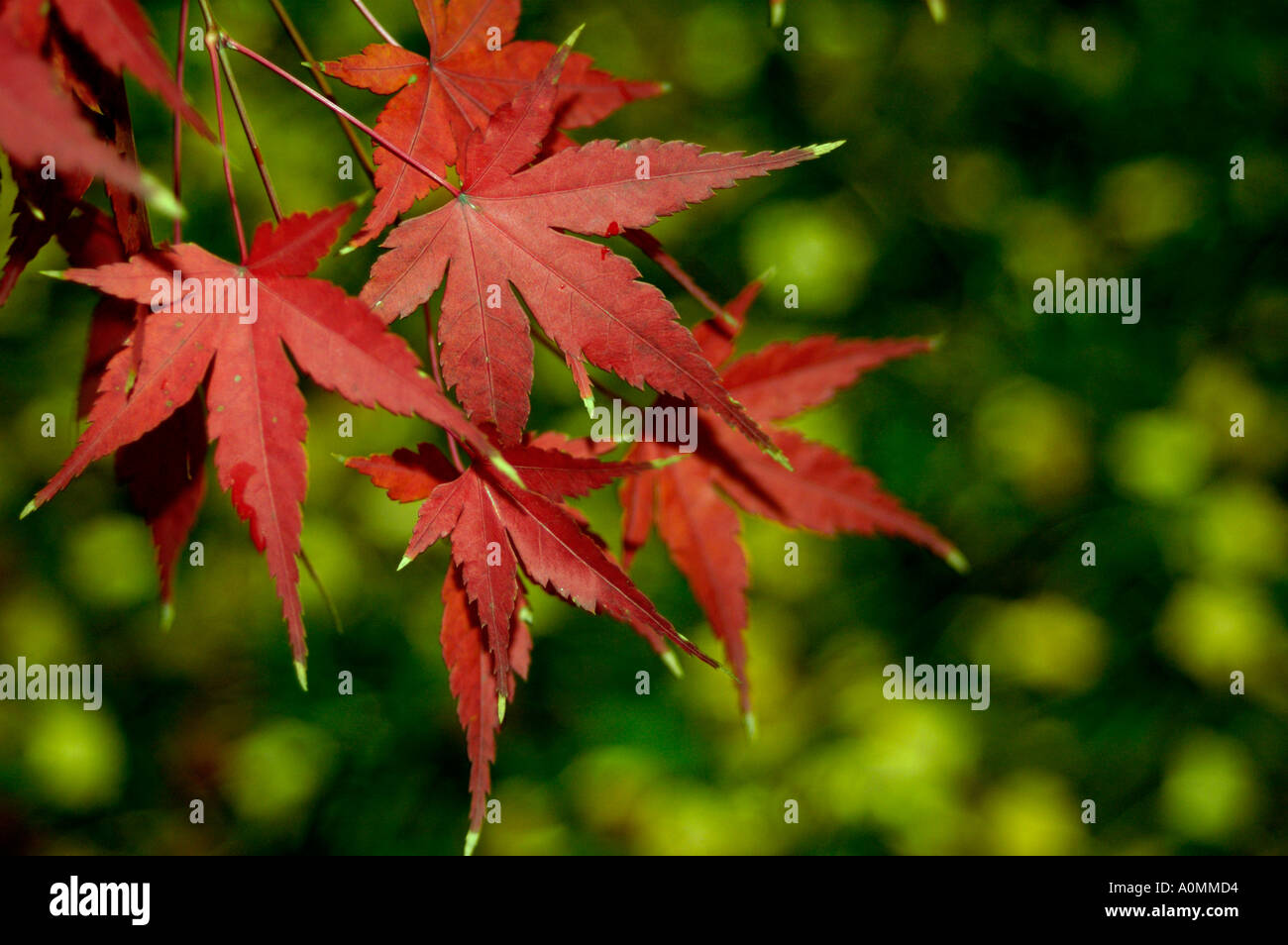 Autumn Leaves Acer Maple Aceraceae Stock Photo - Alamy