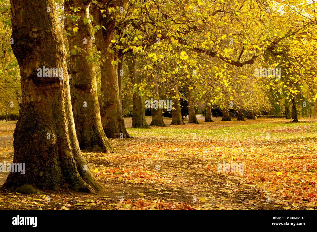 Trees with golden leaves at Battersea Park London Stock Photo - Alamy