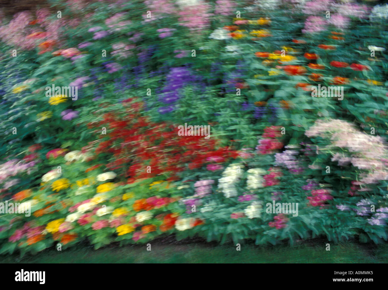 motion movement blur colorful flowers arrangement assorted Stock Photo ...
