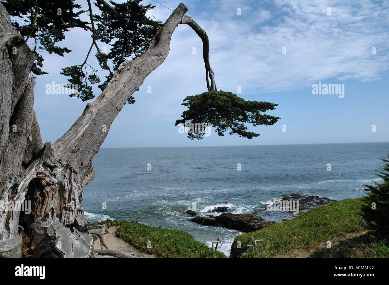 Santa cruz cypress hi-res stock photography and images - Alamy