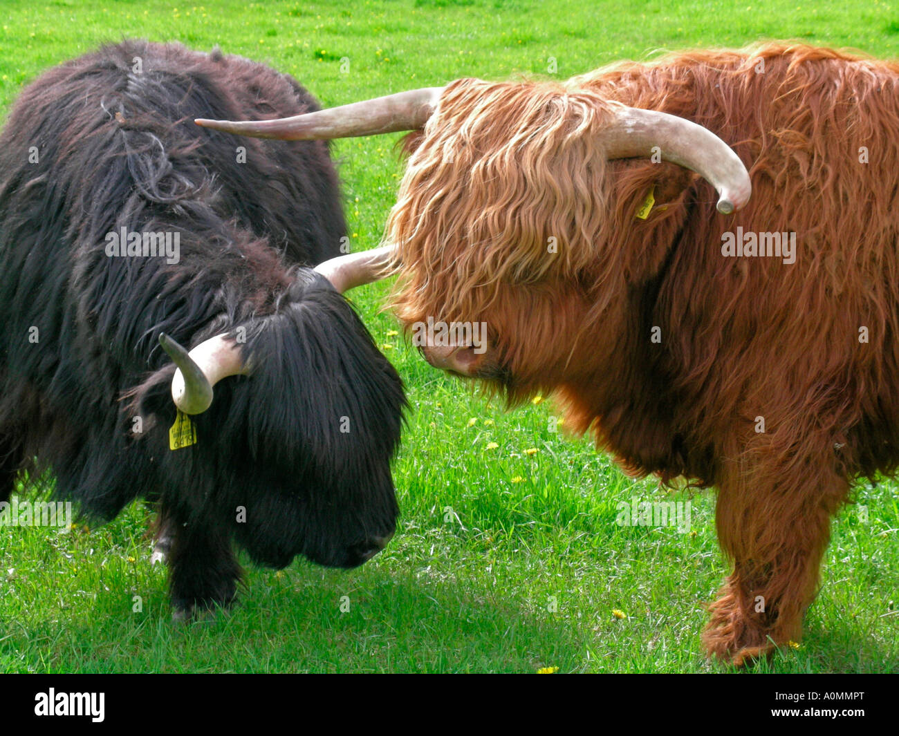 two cows Scottish Highlands on meadow Stock Photo - Alamy