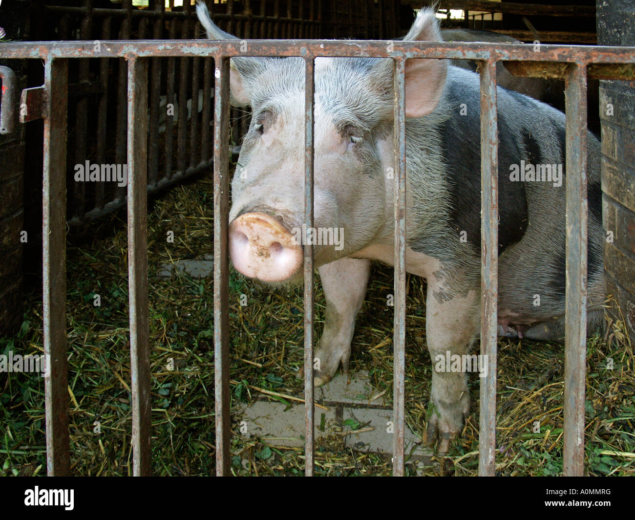Pig behind bars hi-res stock photography and images - Alamy