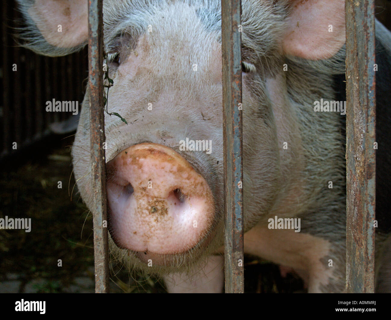 Nose of a pig behind bars hi-res stock photography and images - Alamy