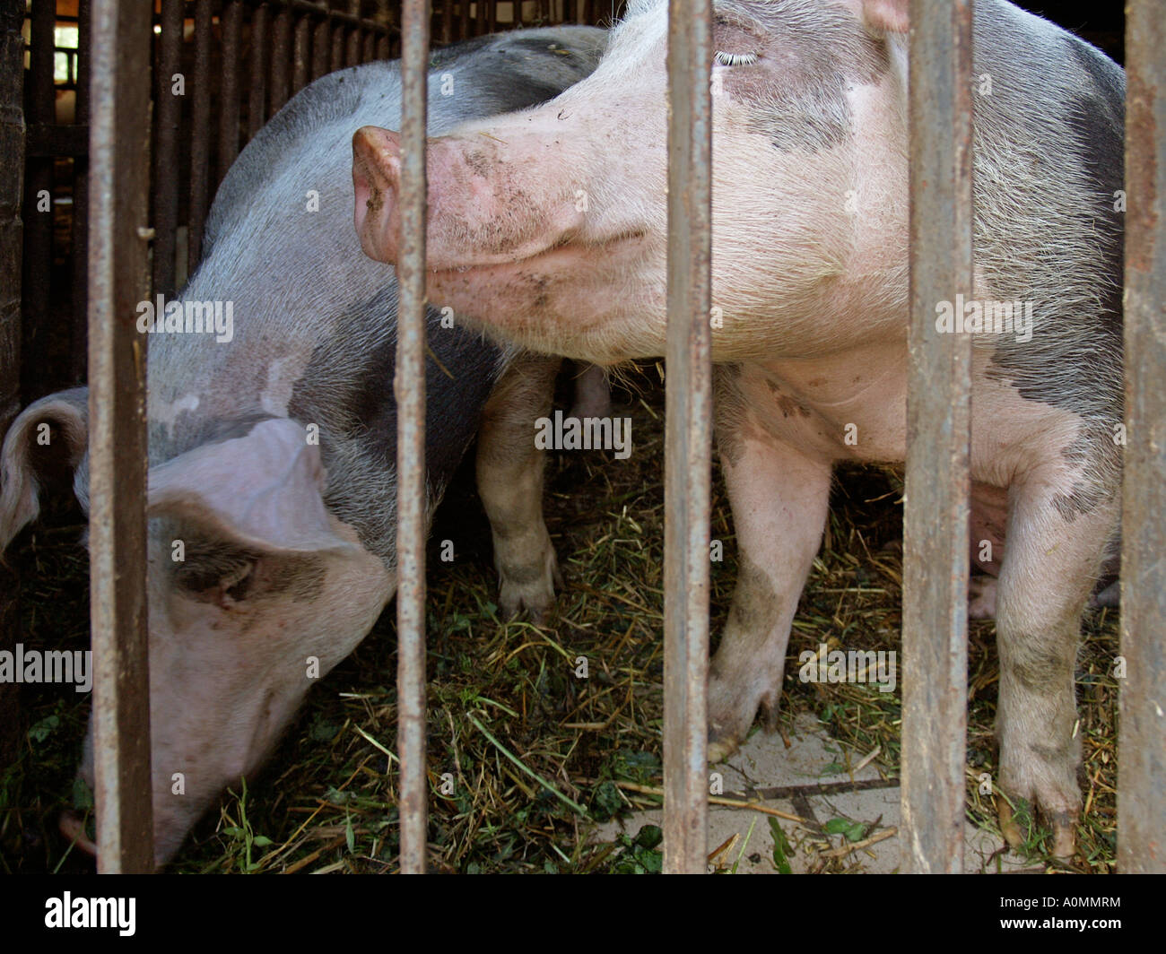 Nose of a pig behind bars hi-res stock photography and images - Alamy