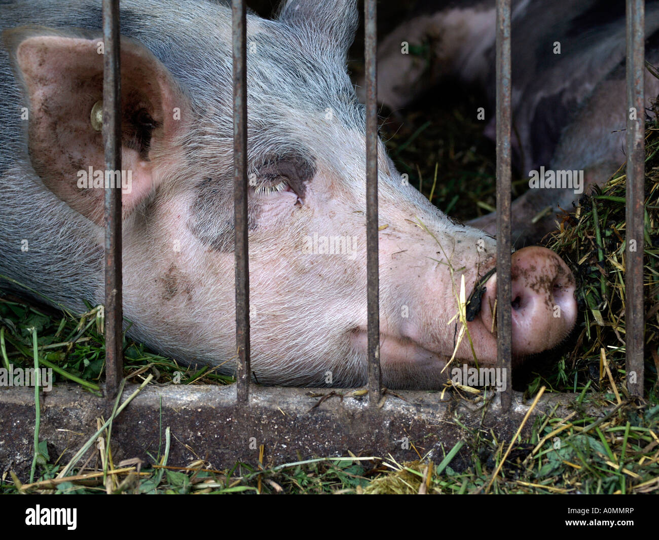 Breedingconservation hi-res stock photography and images - Alamy