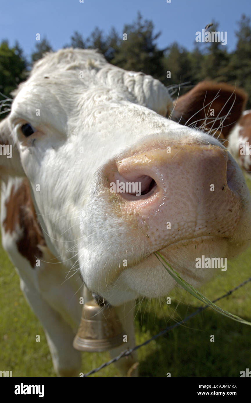 curious cow on a meadow pushing in to the camera muzzle of a cow Stock ...