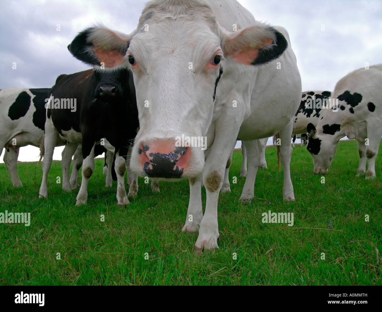 Pushing cattle High Resolution Stock Photography and Images - Alamy