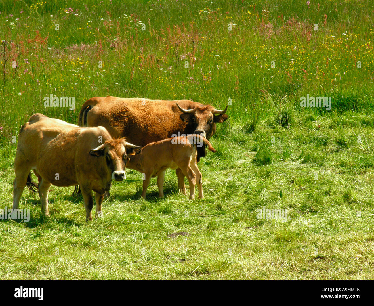 Limousin cows on meadow Stock Photo - Alamy