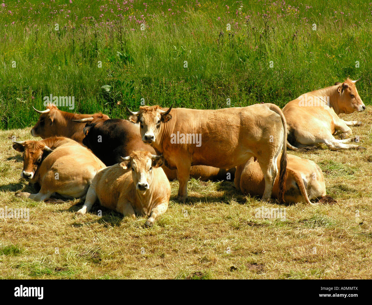 Limousin cows on meadow Stock Photo - Alamy