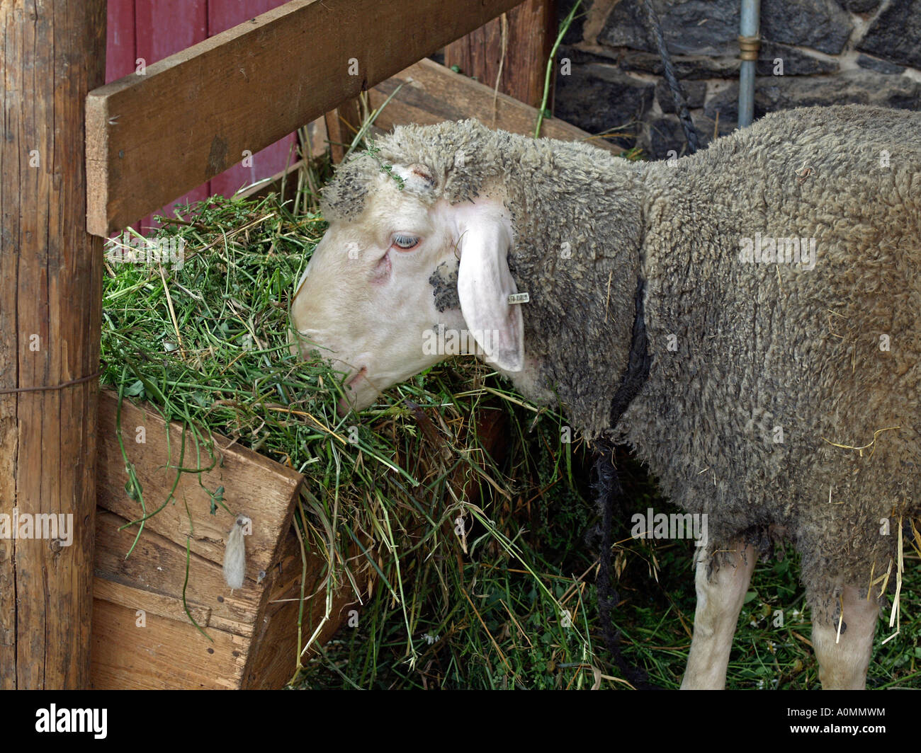 sheep eating hay from a manger in stable barn Stock Photo - Alamy
