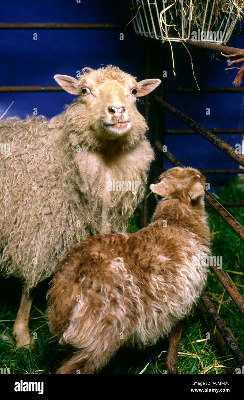 Unusual sheep breeds hi-res stock photography and images - Alamy