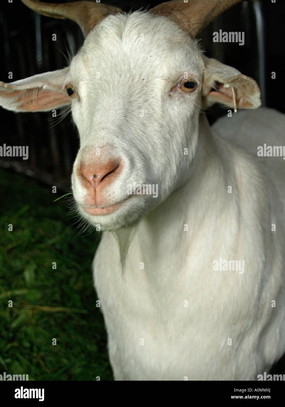 White german goat hi-res stock photography and images - Alamy