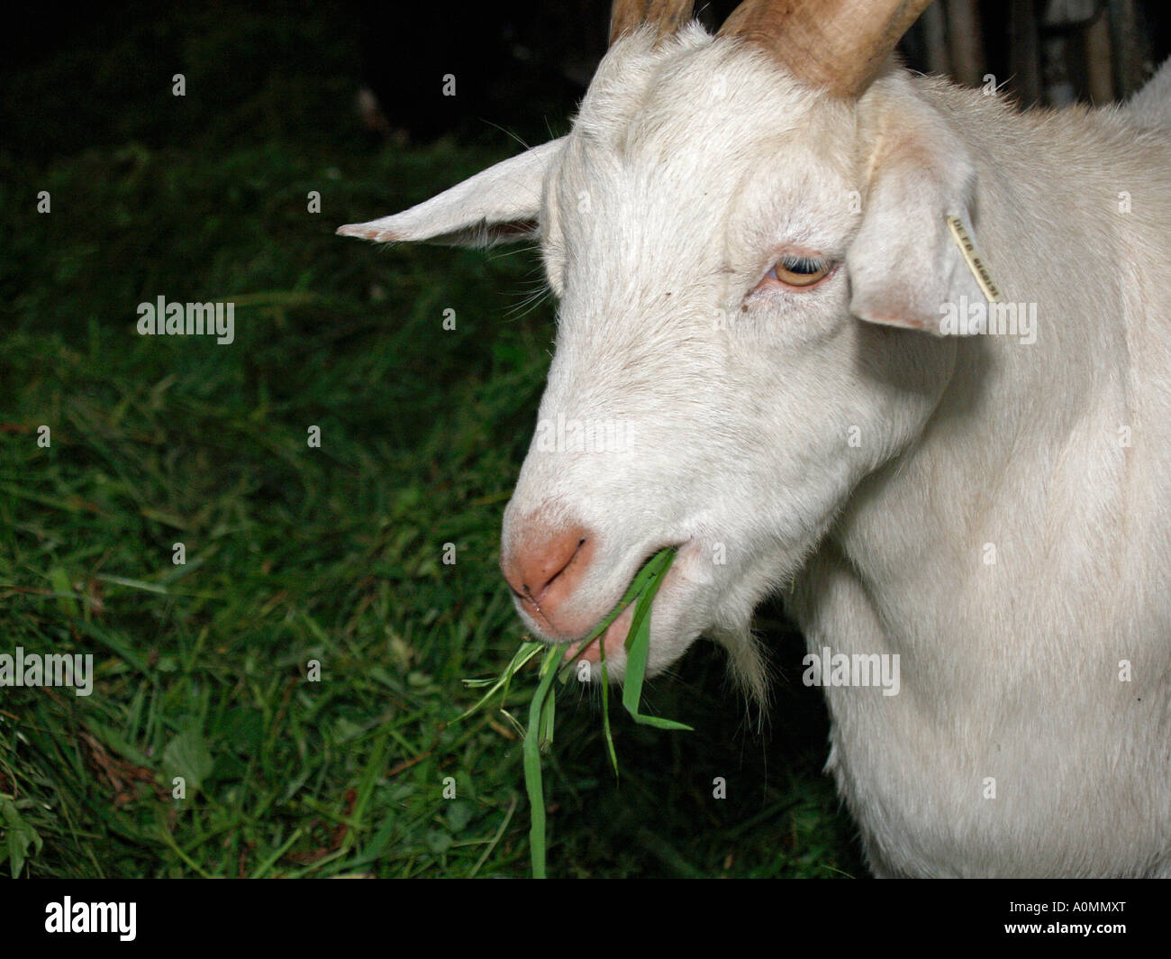 white german billy goat in barn stable Stock Photo - Alamy