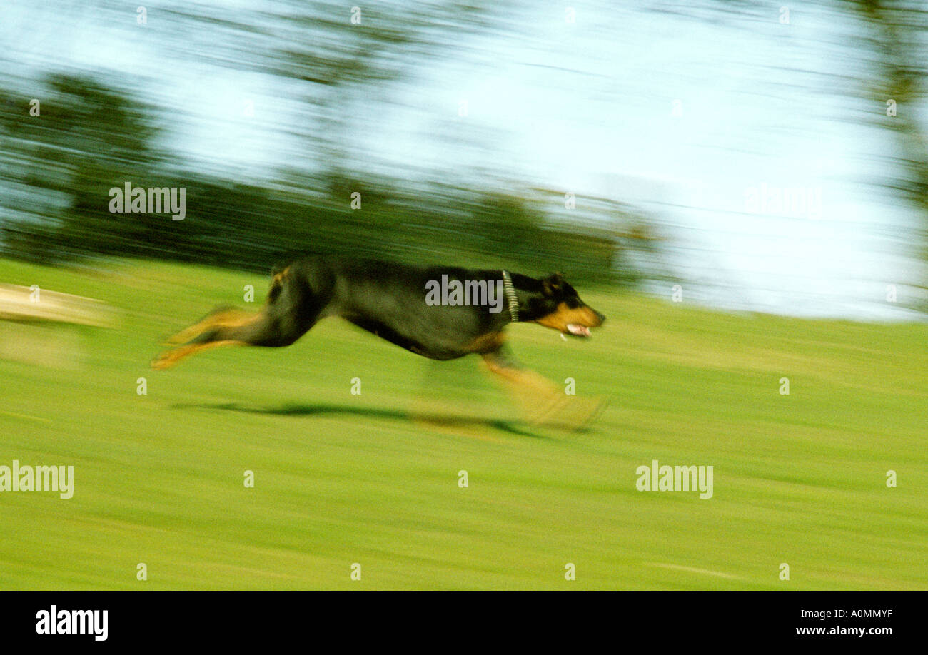 Animals dog running Stock Photo - Alamy