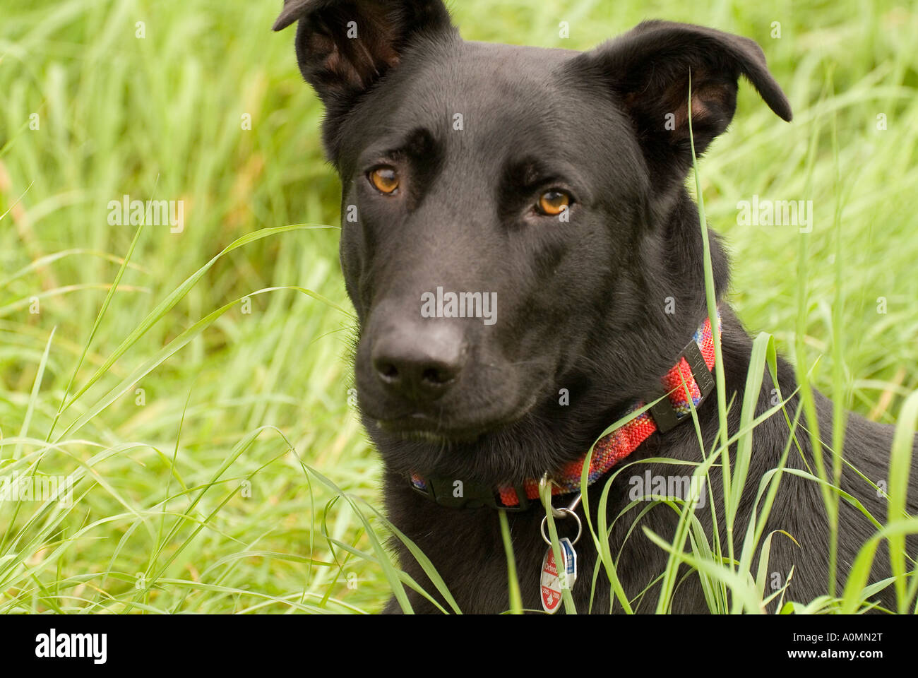 PR black dog labrador hybrid sitting on a meadow Stock Photo - Alamy