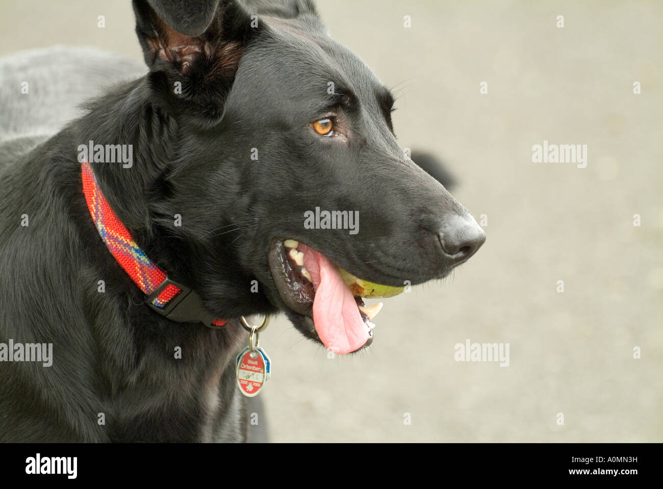 PR black dog labrador hybrid Stock Photo - Alamy