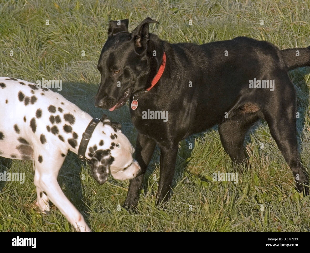 two dogs meeting Dalmatian Labrador hybrid meadow Stock Photo - Alamy