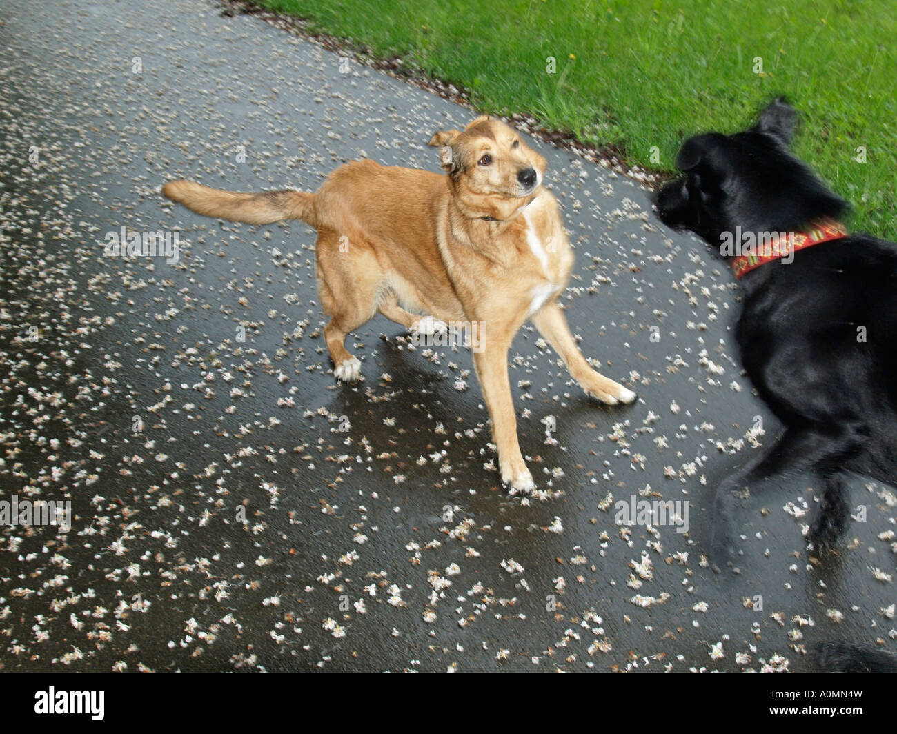 PR two dogs in movement meeting on a road Stock Photo - Alamy