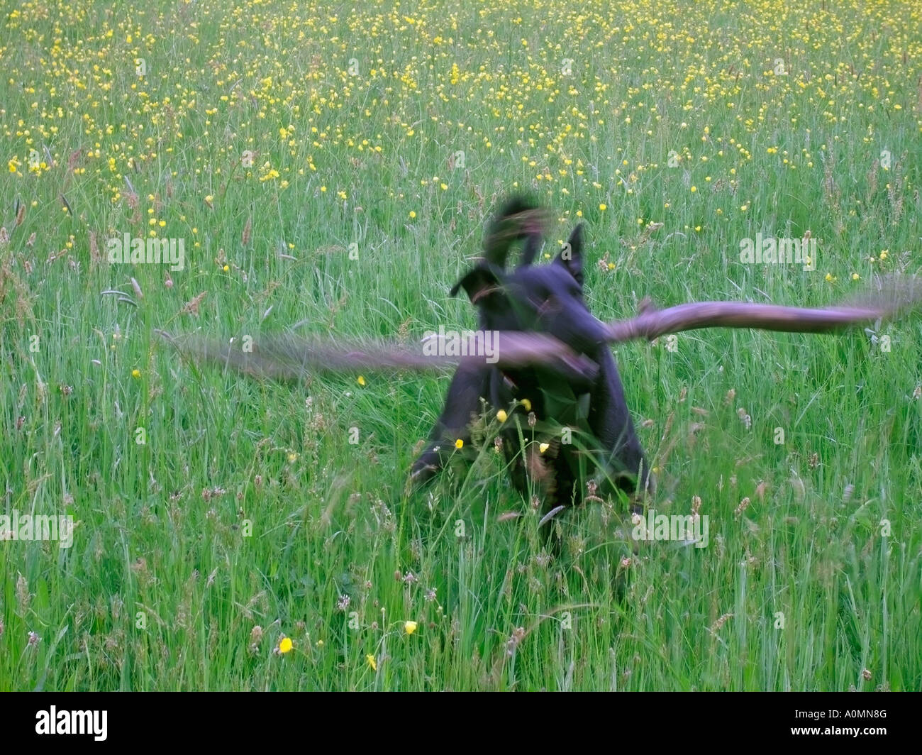 Black labrador retrieving stick hi-res stock photography and images - Alamy