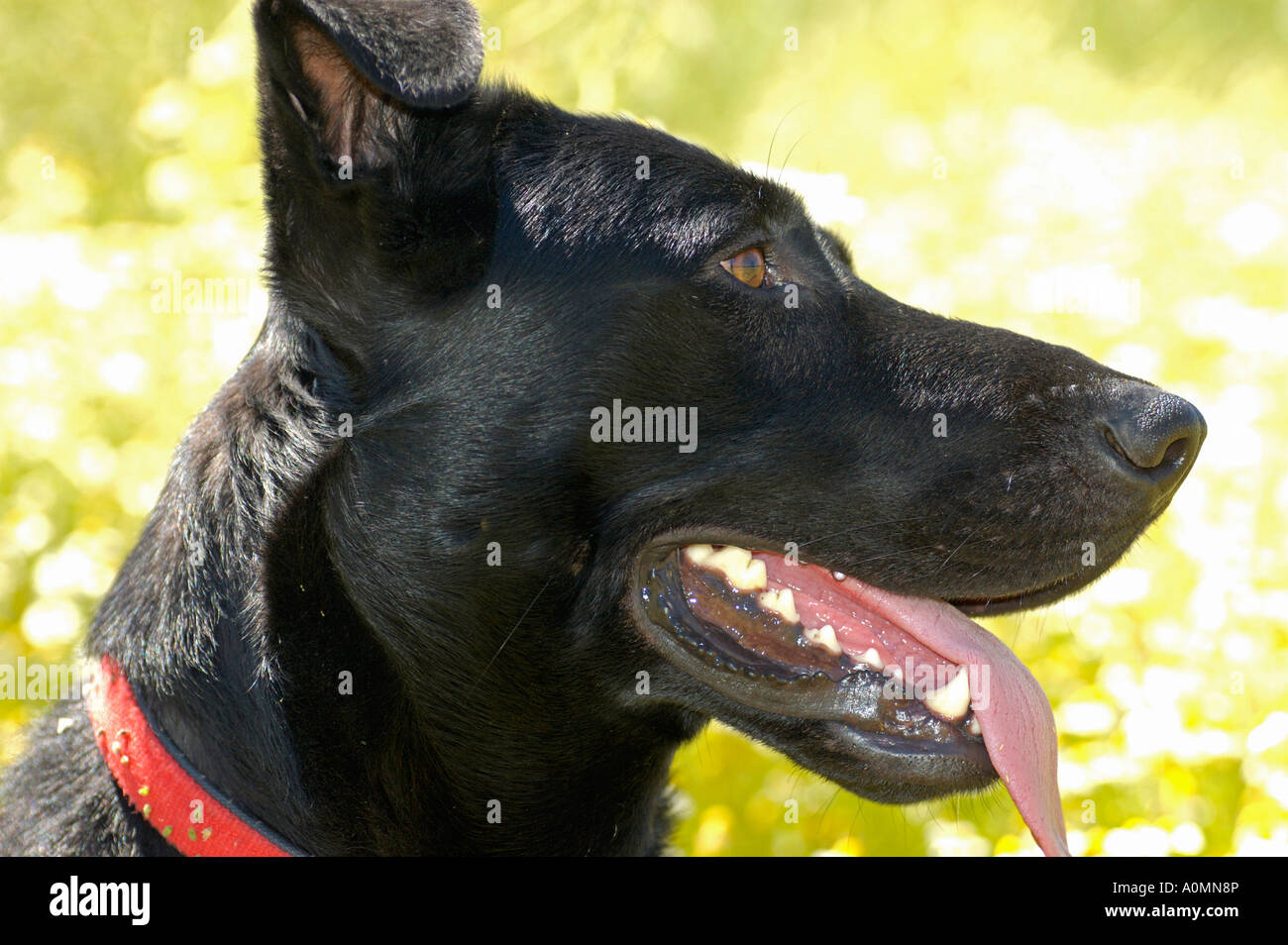 PR black dog labrador hybrid side view of the head Stock Photo - Alamy