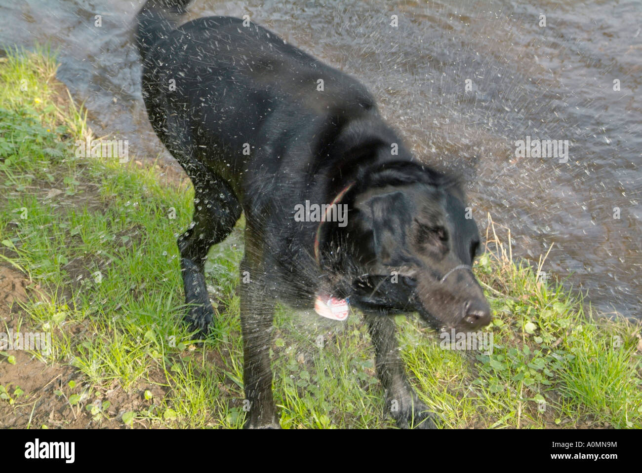 wet black dog labrador hybrid shaking the skin at water Stock Photo - Alamy