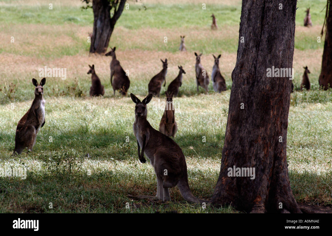 Kangaroo farm hi-res stock photography and images - Alamy
