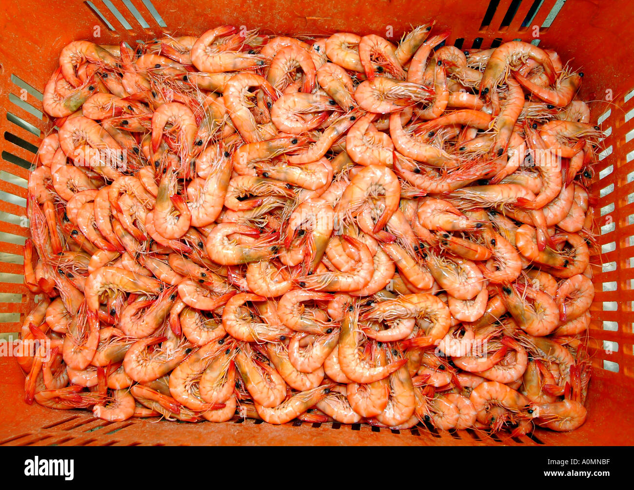 cooked Queensland Australia tiger prawns photo by Bruce Miller 11 2004 ...