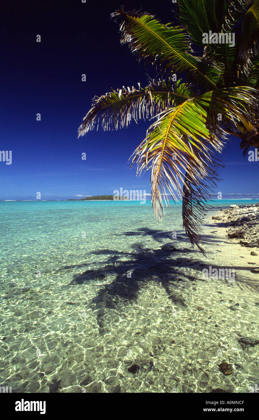 Palm tree over blue hi-res stock photography and images - Alamy