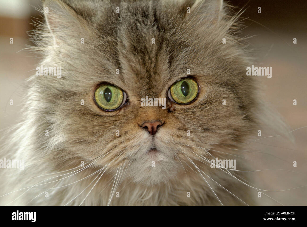 PR longhaired Persian cat grey Stock Photo - Alamy