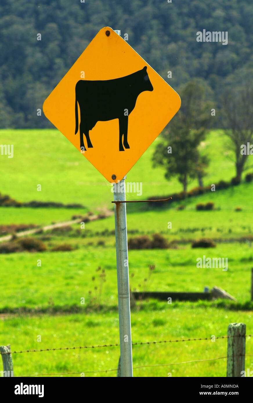 A sign warning of cows on the road ahead. photo by Bruce Miller 10 2004 ...