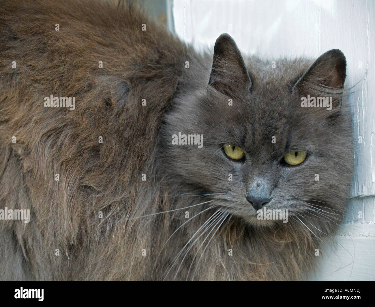 PR longhaired gray cat Stock Photo - Alamy