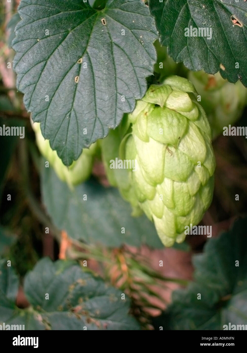 hops flower and leaves Stock Photo - Alamy