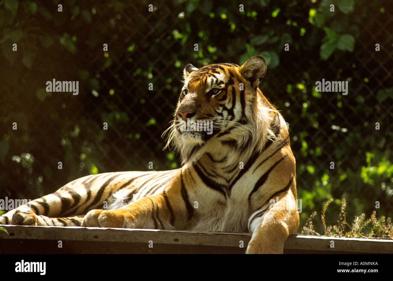 Cheshire Chester Animals tiger in Zoo Stock Photo - Alamy