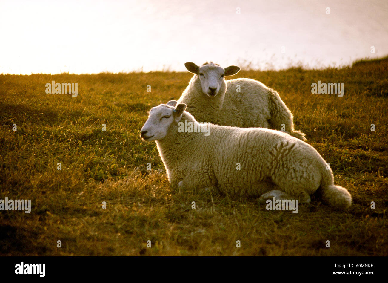Lleyn sheep hi-res stock photography and images - Alamy
