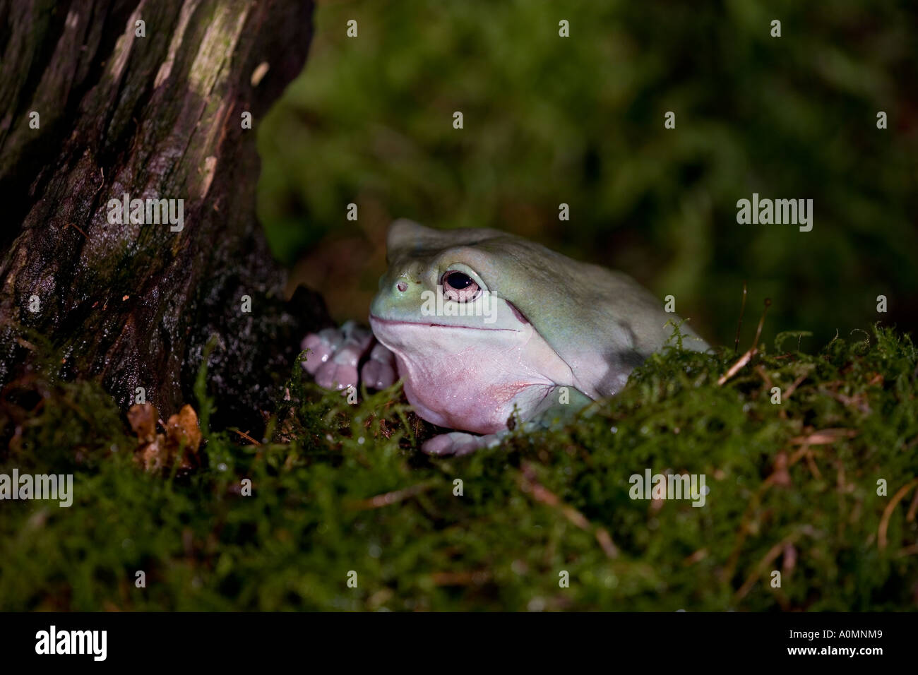 Whites Tree Frog Stock Photo - Alamy