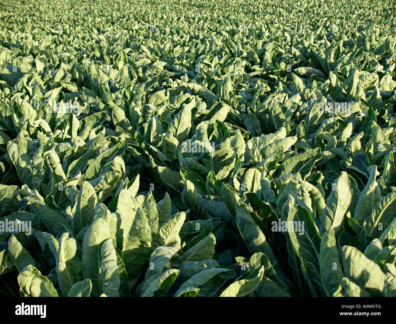 cultivation of cauliflower on a field agriculture botany Bretagne Stock ...