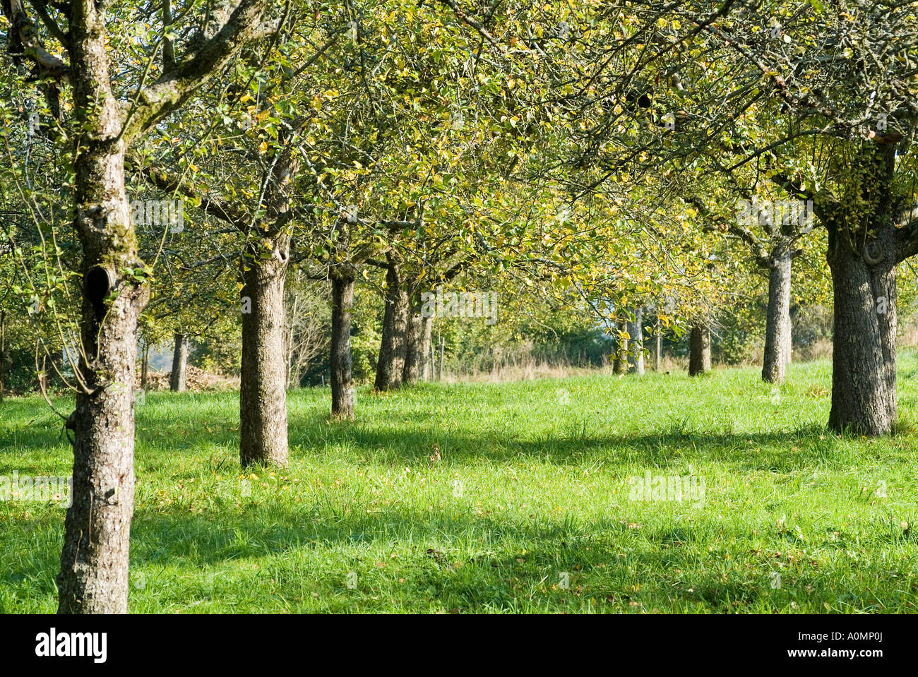 apple trees with ripe apples on a meadow Stock Photo - Alamy