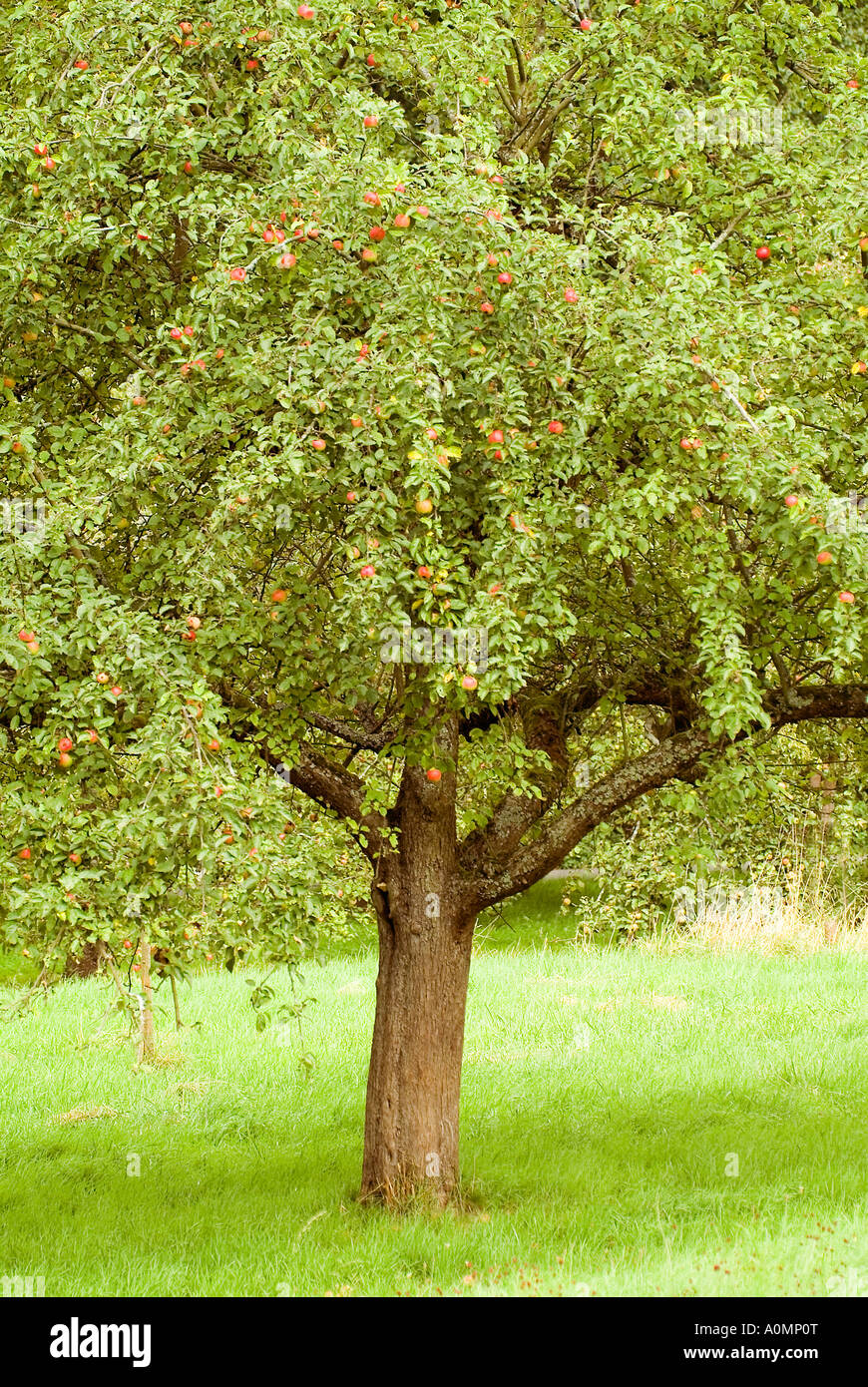 apple tree with ripe apples on a meadow Stock Photo - Alamy