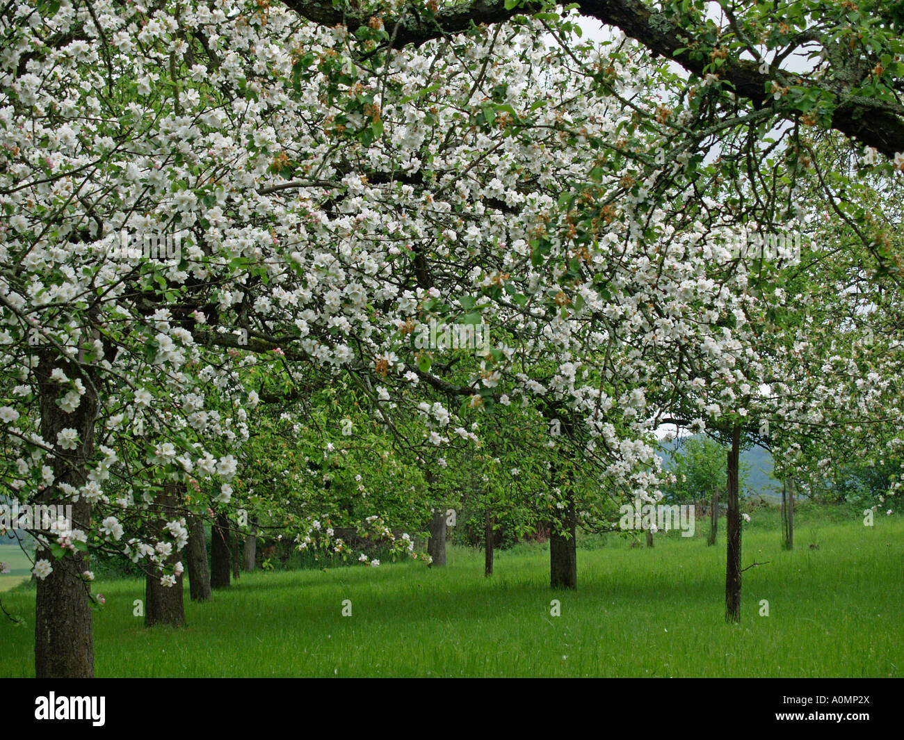apple trees in full bloom in springtime Stock Photo - Alamy
