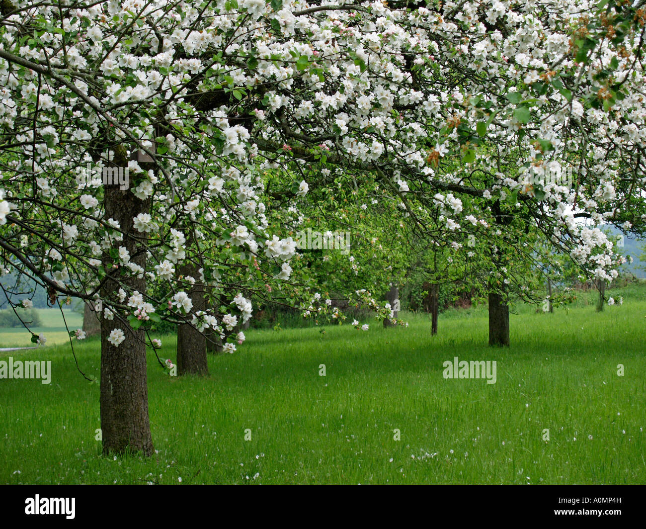 apple trees in full bloom in springtime Stock Photo - Alamy
