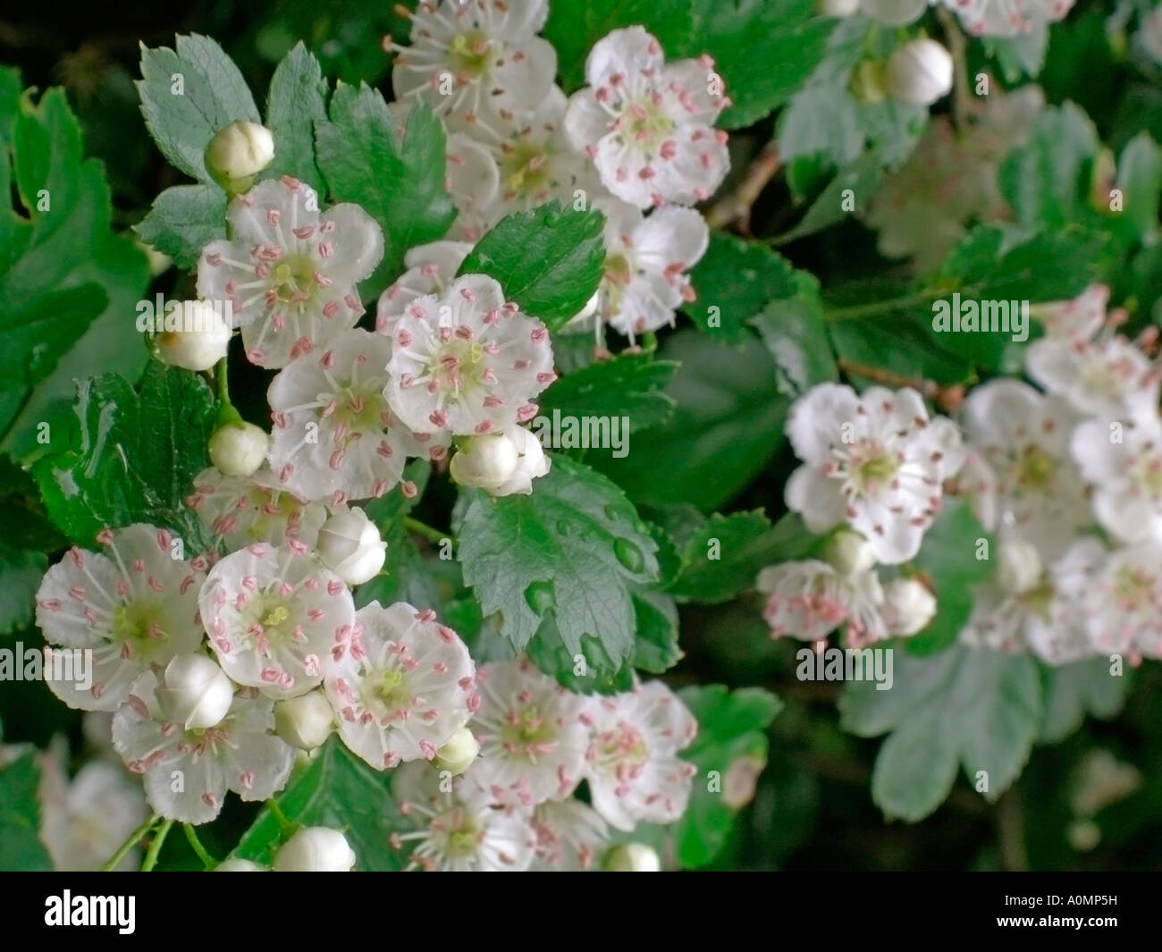 blooming flowering hawthorn white haw Crataegus monogyna Stock Photo ...