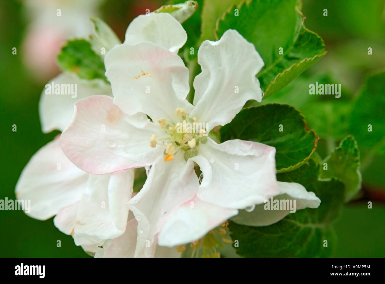 blossom flower of apple an apple tree Stock Photo - Alamy