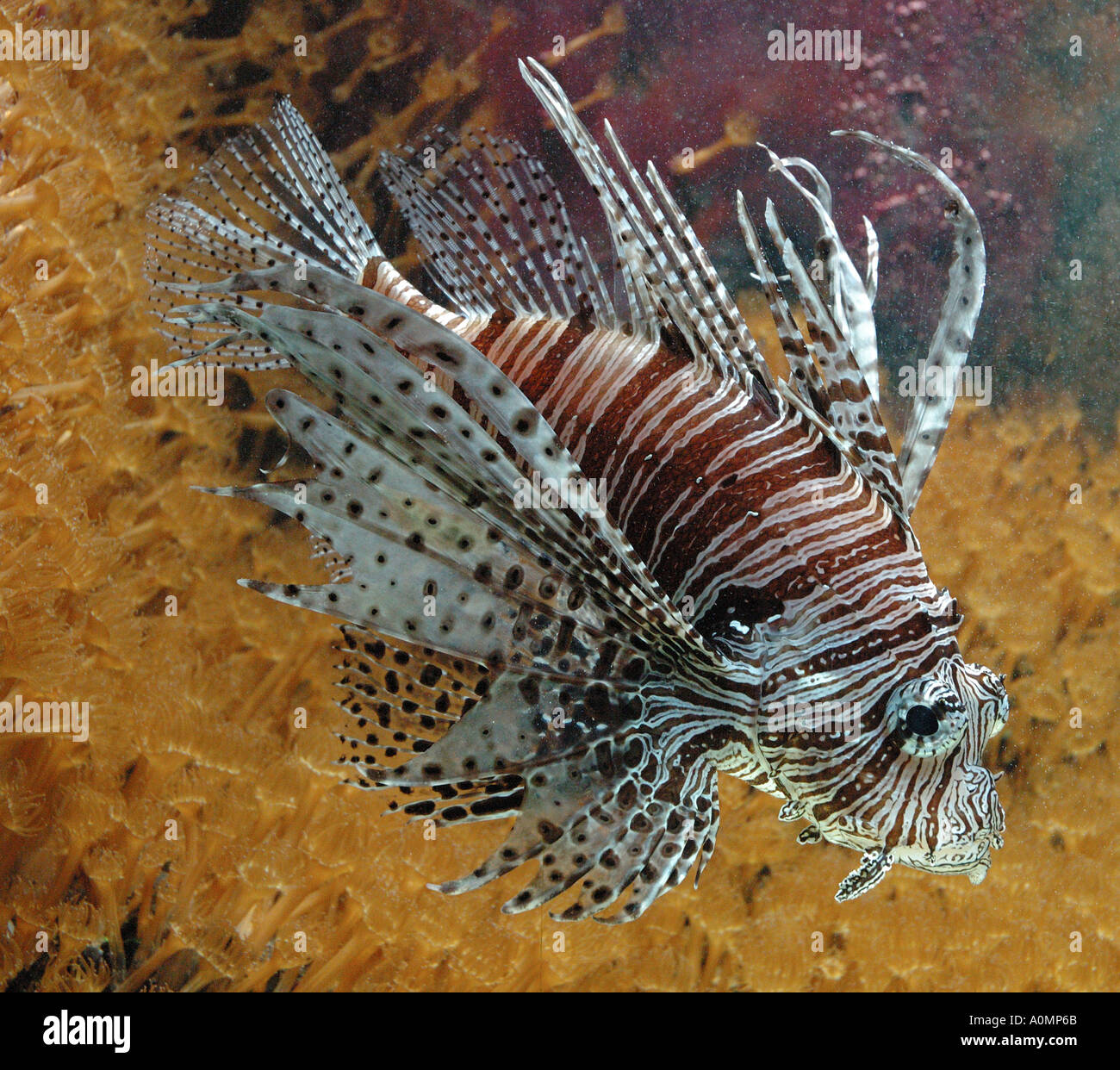 Common Lionfish Pterois volitans Stock Photo - Alamy