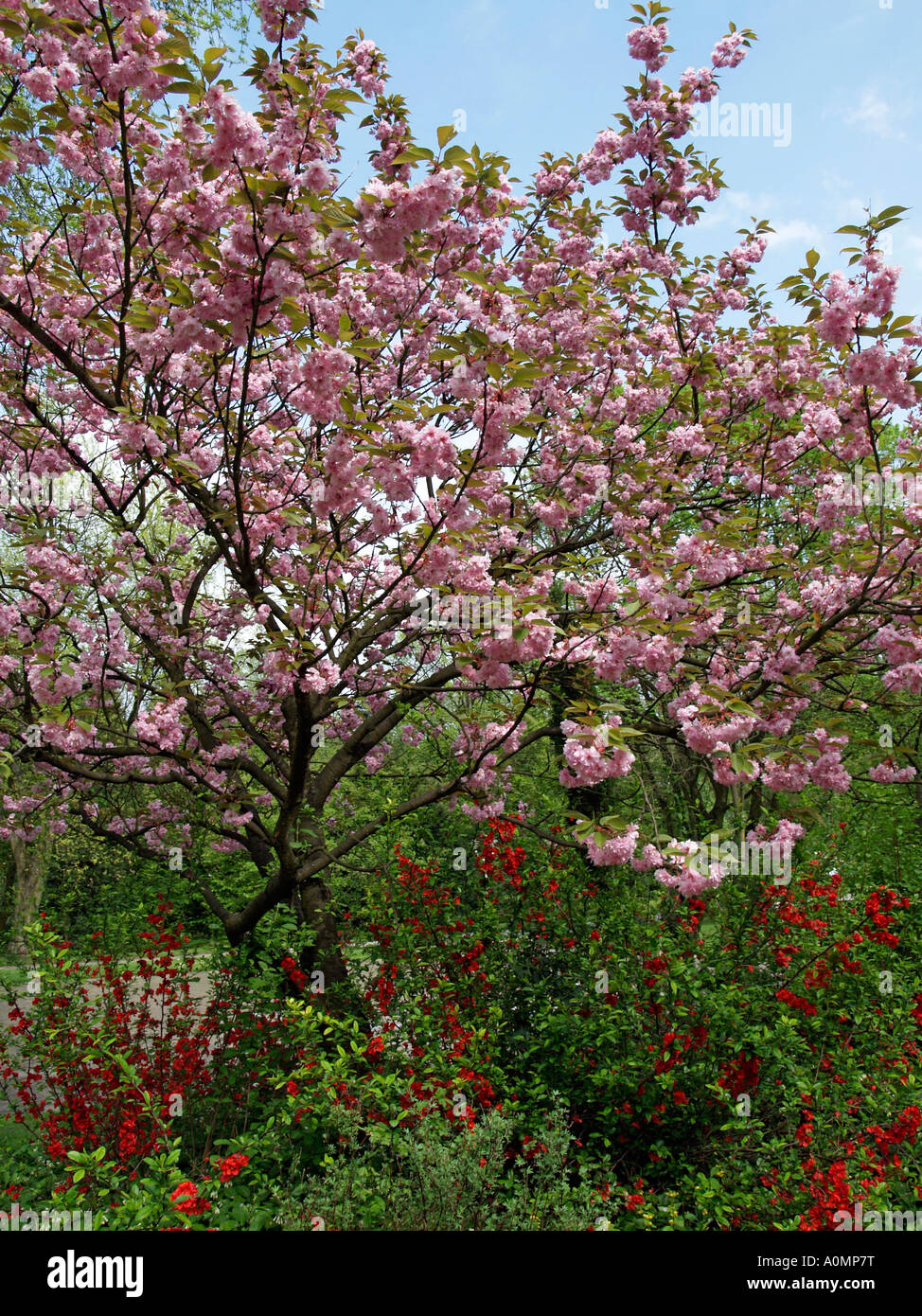 flowering peach tree Stock Photo - Alamy