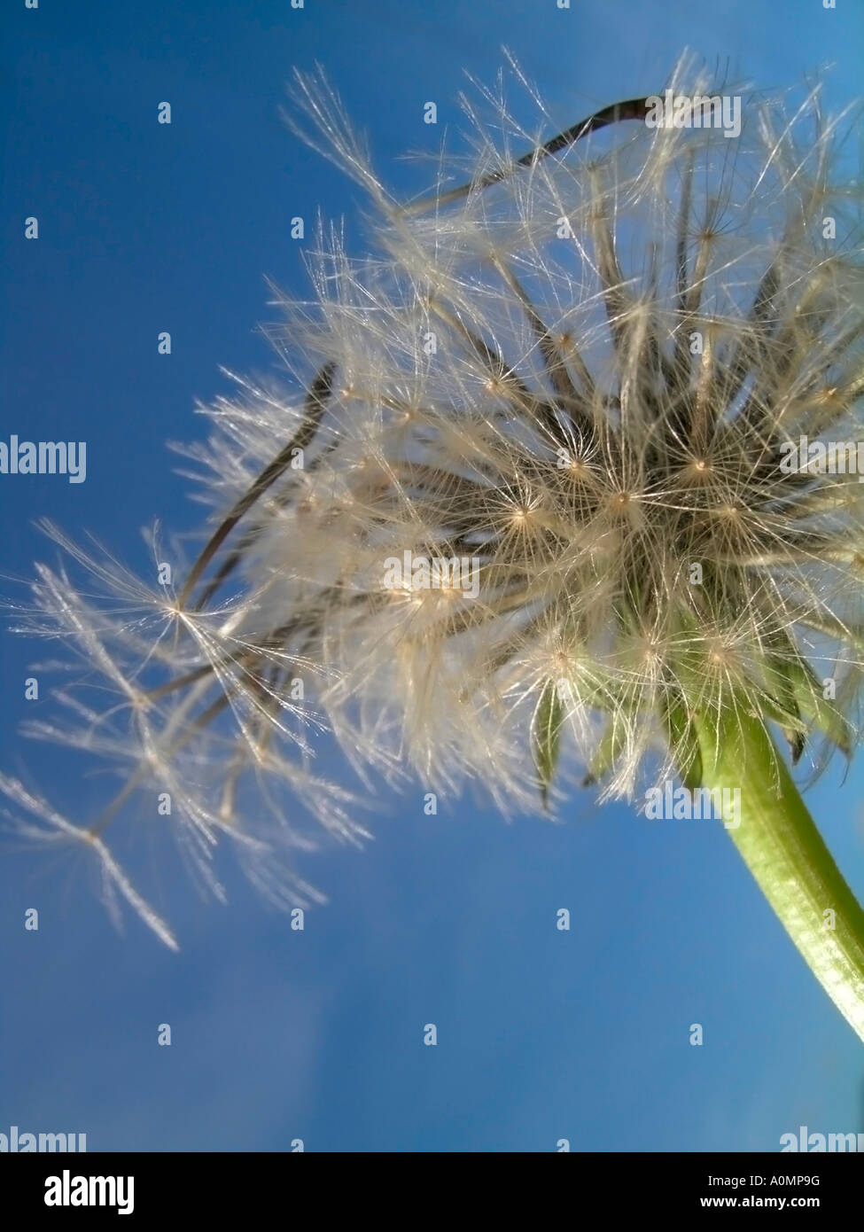 blowball of dandelion Stock Photo - Alamy