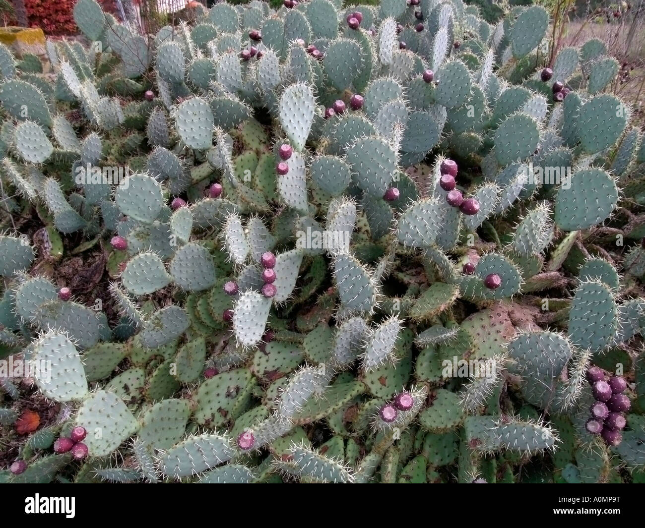 cactus Opuntia ficus indica Stock Photo - Alamy