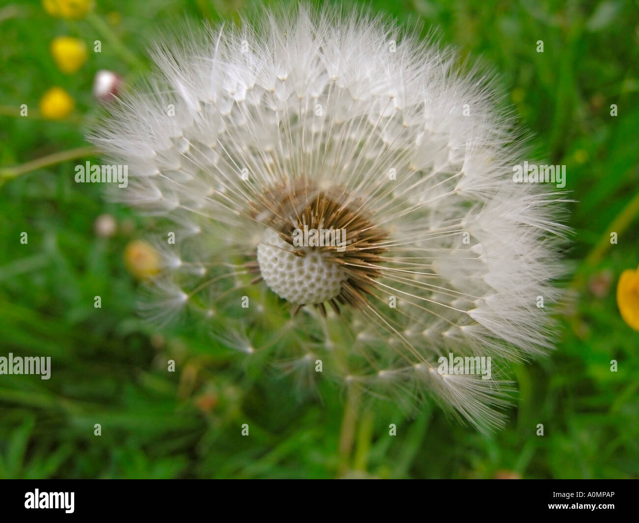 blowball of dandelion Stock Photo - Alamy