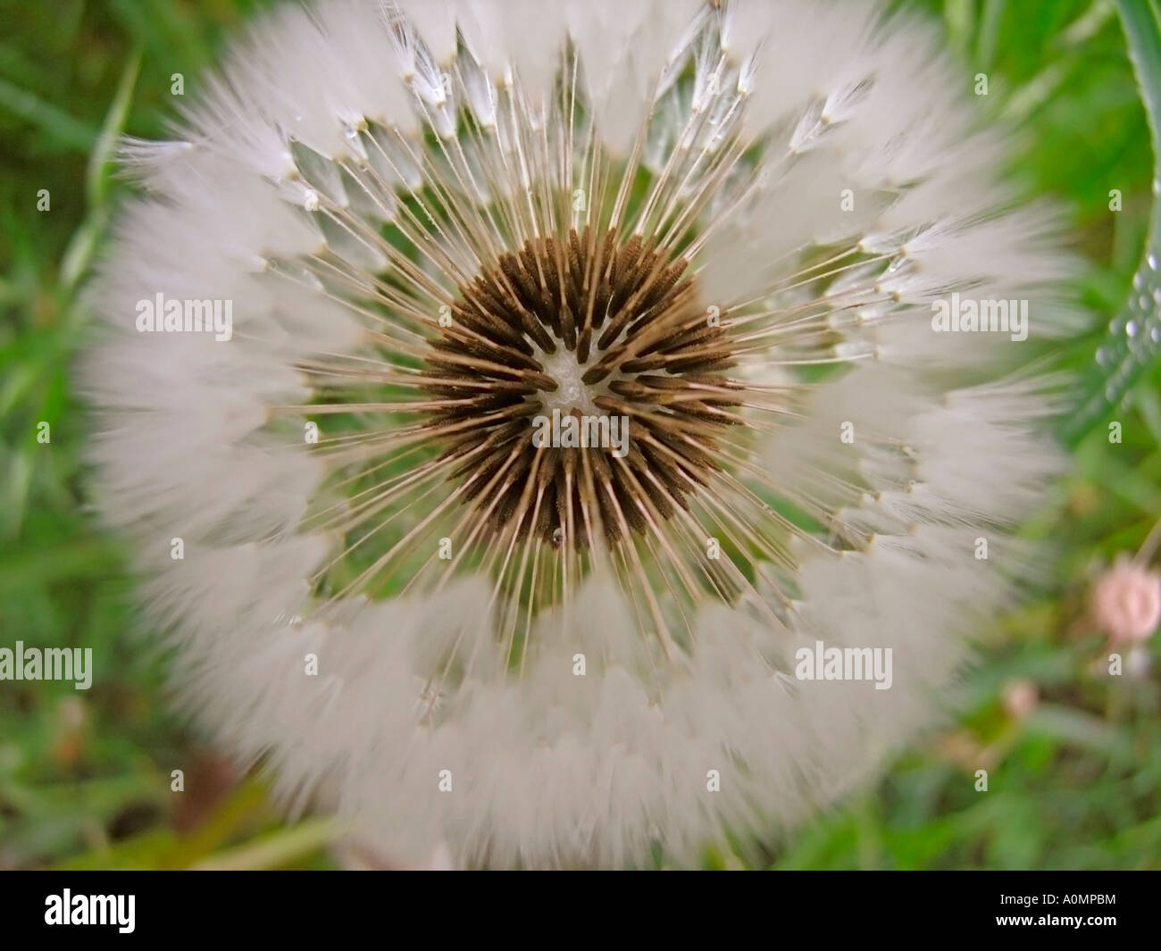 blowball of dandelion Stock Photo - Alamy